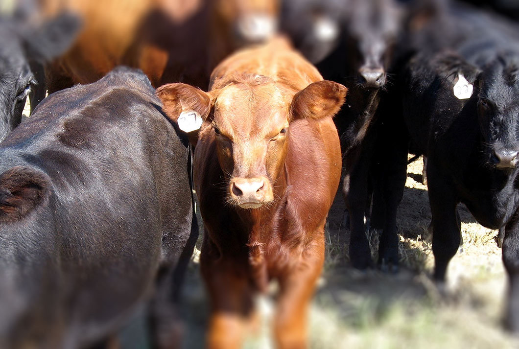 The Red Heifer in the Epistle of Barnabas | Read | Messiah Online | FFOZ