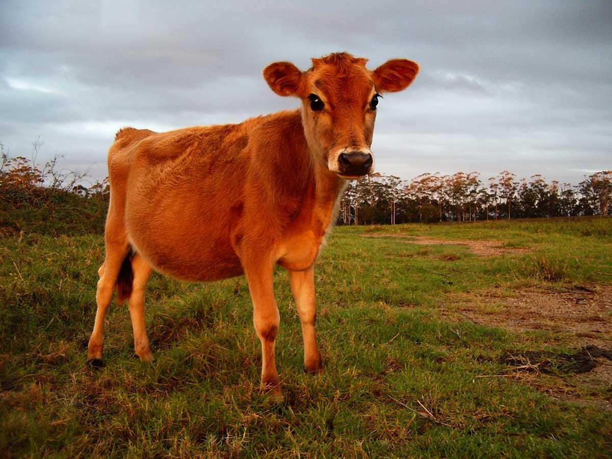Eight Connections between the Red Heifer and Redemption | Read ...