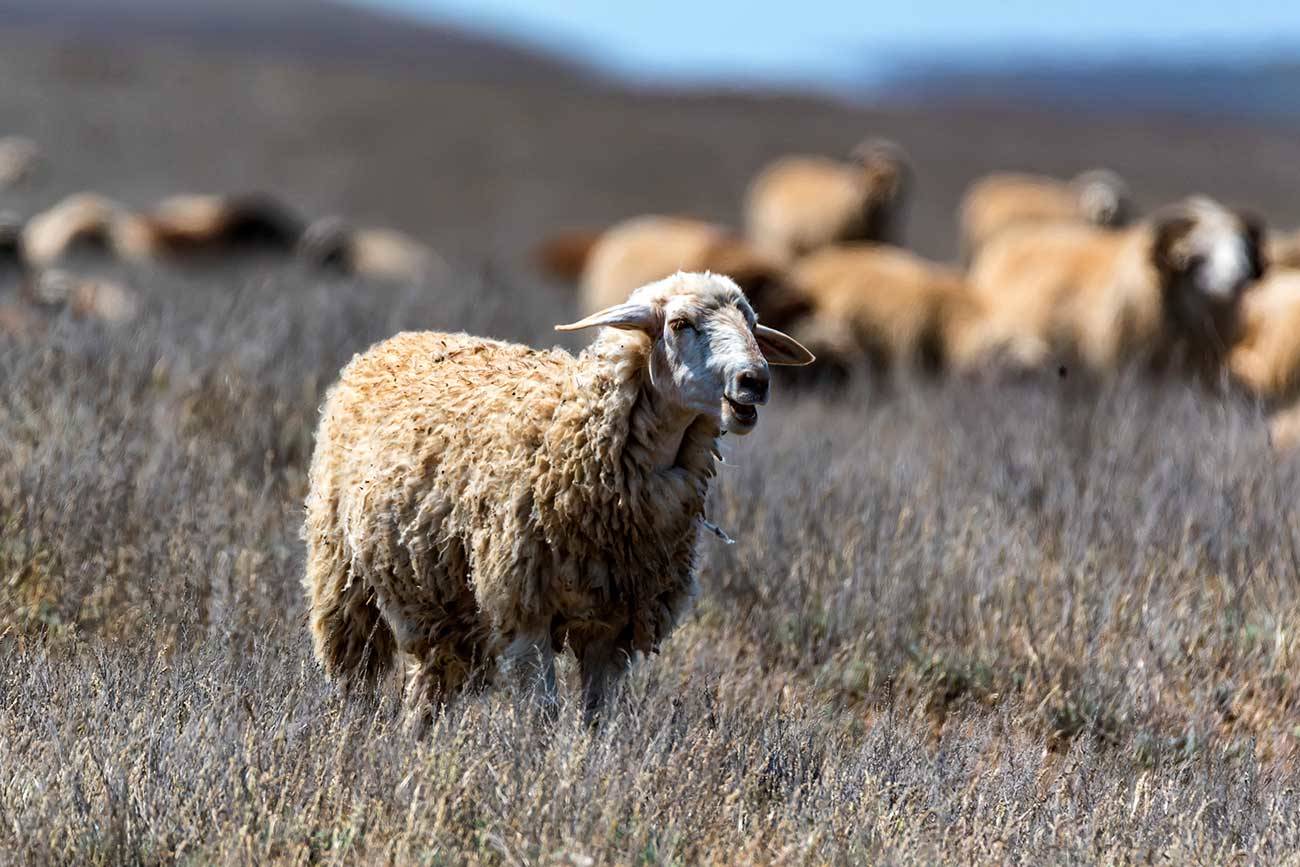 The Passover Lamb | Torah Portions | FFOZ